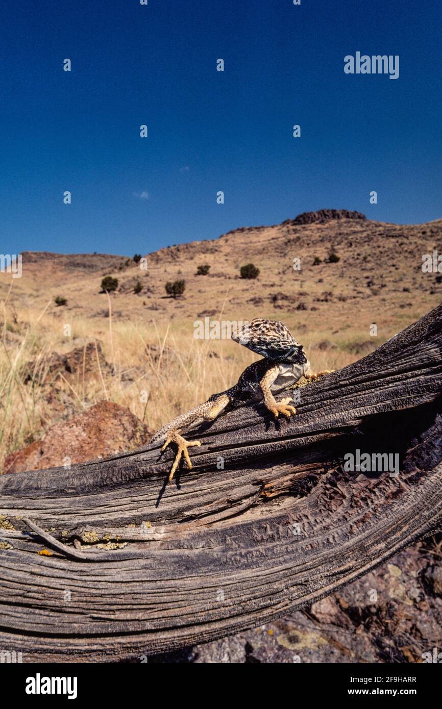 Lizard image in portrait format hi-res stock photography and images - Alamy