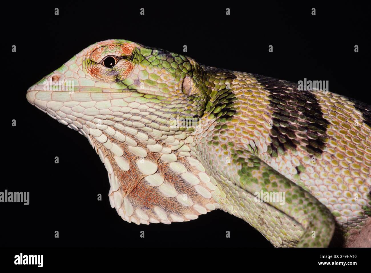 A close-up portrait of a Canopy Lizard, Polychrus gutturosus, in Panama ...
