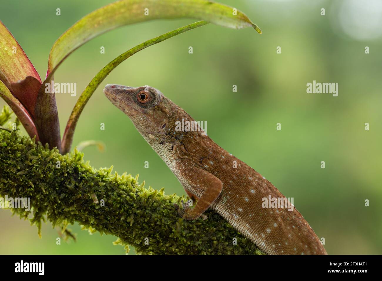 Neotropical green anole hi-res stock photography and images - Alamy