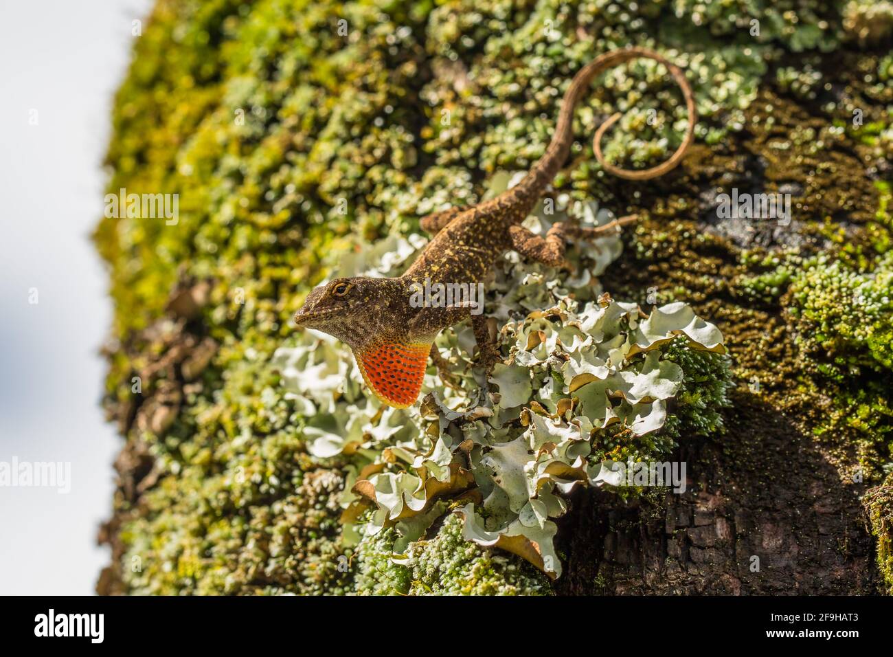 A male Brown Anole, Anolis sagrei, also known as the Bahaman Anole ...