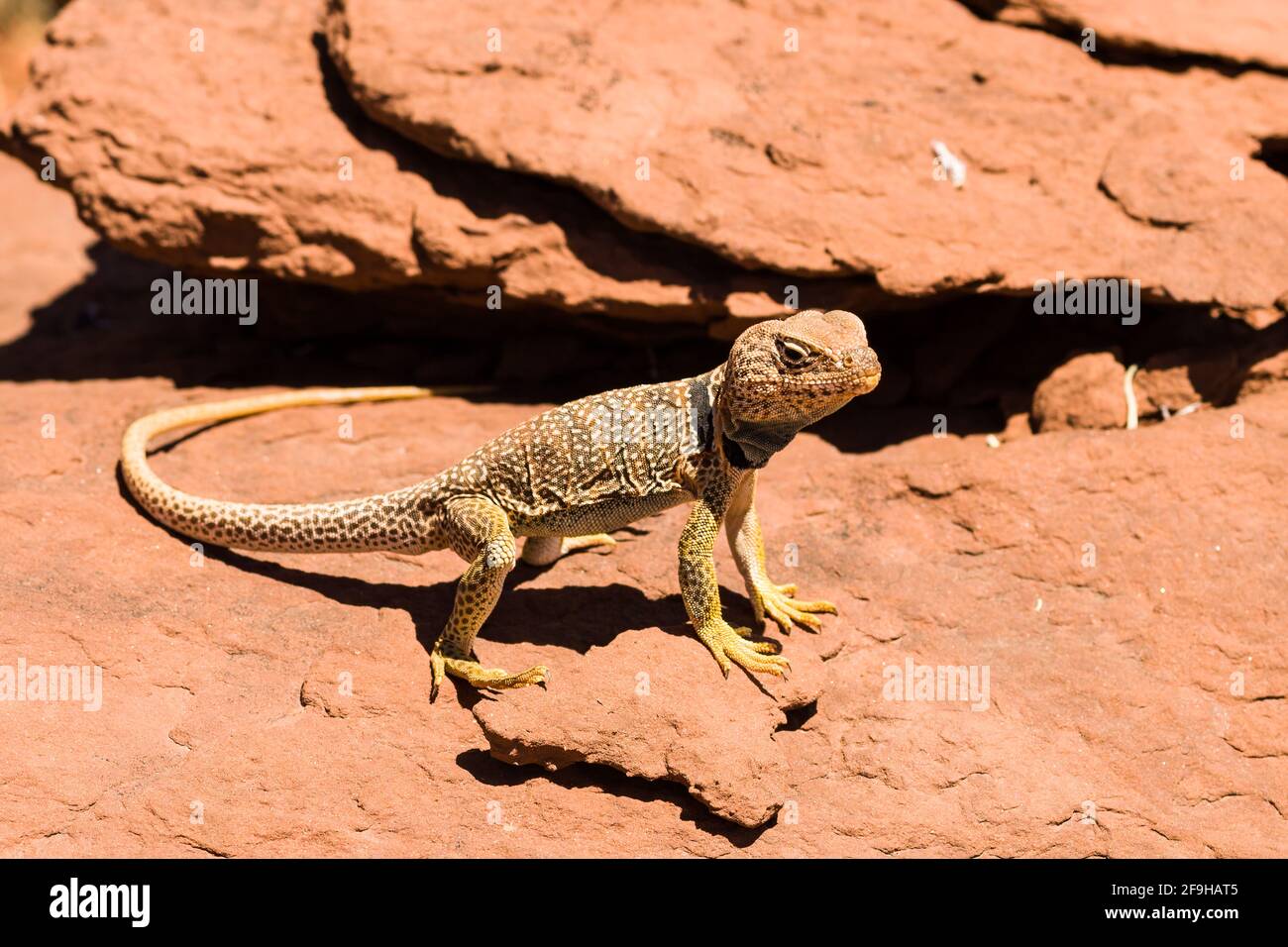 A male Eastern Collared Lizard, Crotaphytus collaris, basking in the ...