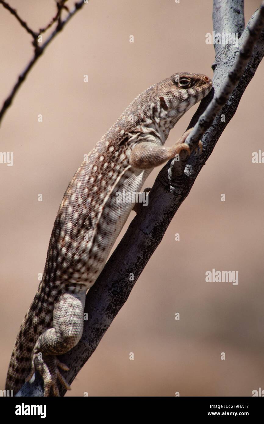 A Desert Iguana, Dipsosaurus dorsalis, in a creosote bush in the Mojave ...
