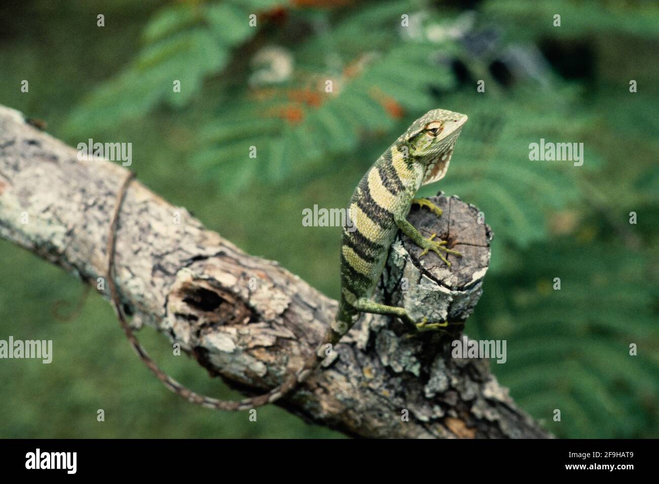 Canopy lizard polychrus gutturosus hi-res stock photography and images ...