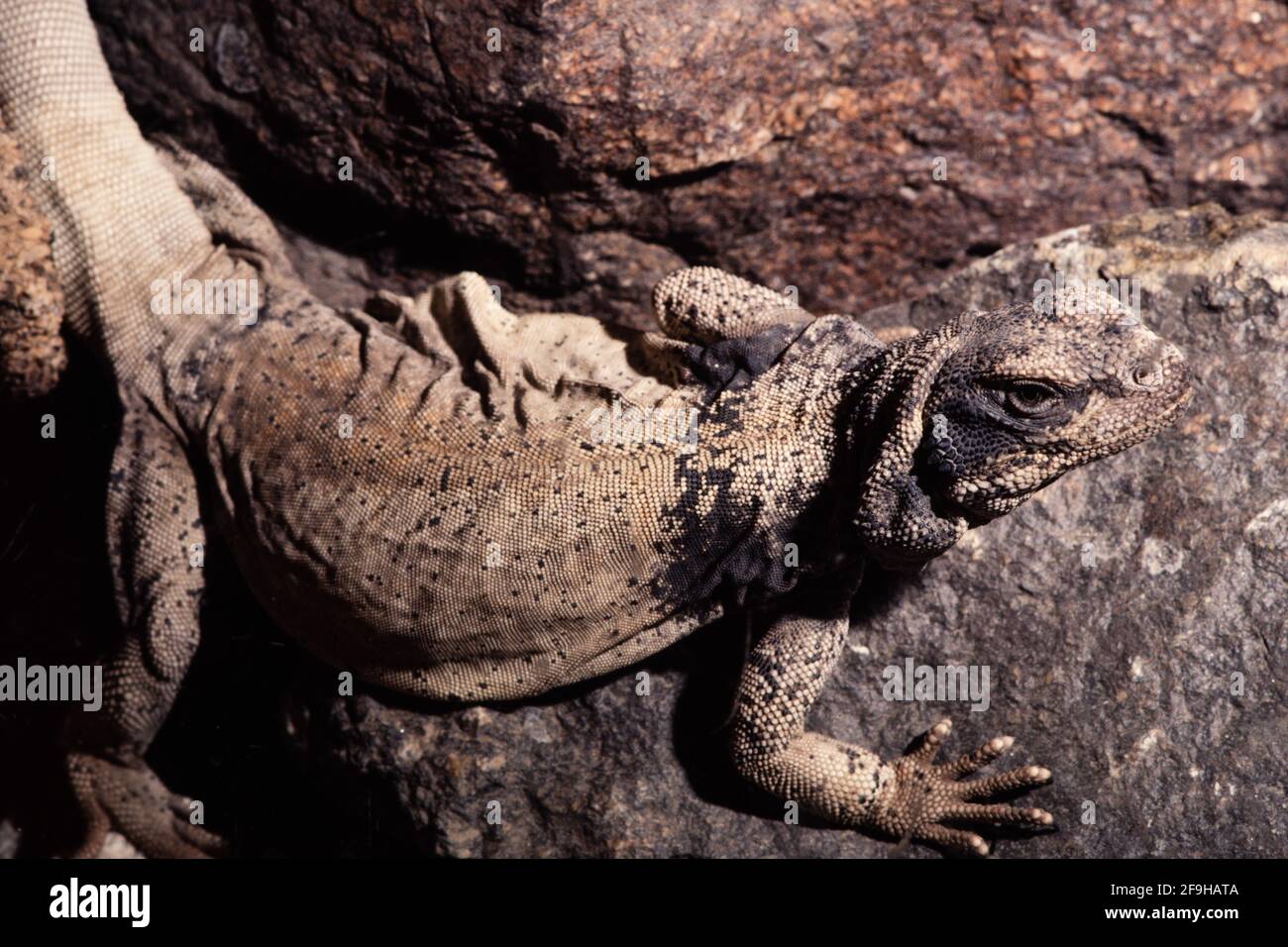 Female Chuckwalla
