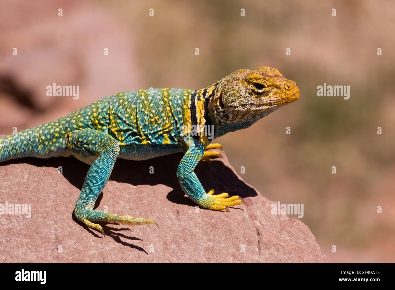 A male Yellow-headed Collared Lizard, Crotaphytus collaris auriceps ...