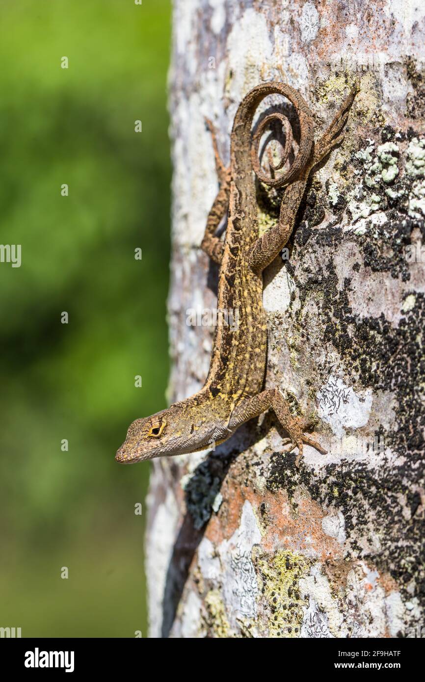 The Brown Anole, Anolis sagrei, also known as the Bahaman Anole on ...