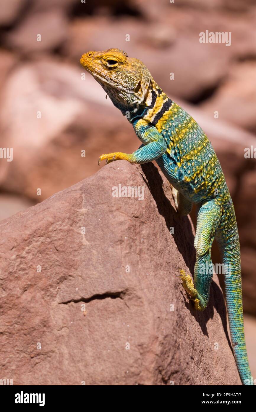 A male Yellow-headed Collared Lizard, Crotaphytus collaris auriceps ...