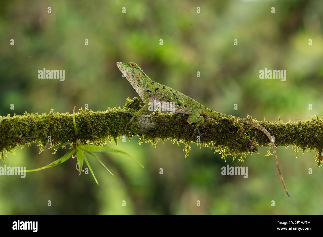 A female Green Tree Anole, or Neoptropical Green Anole, Anolis ...
