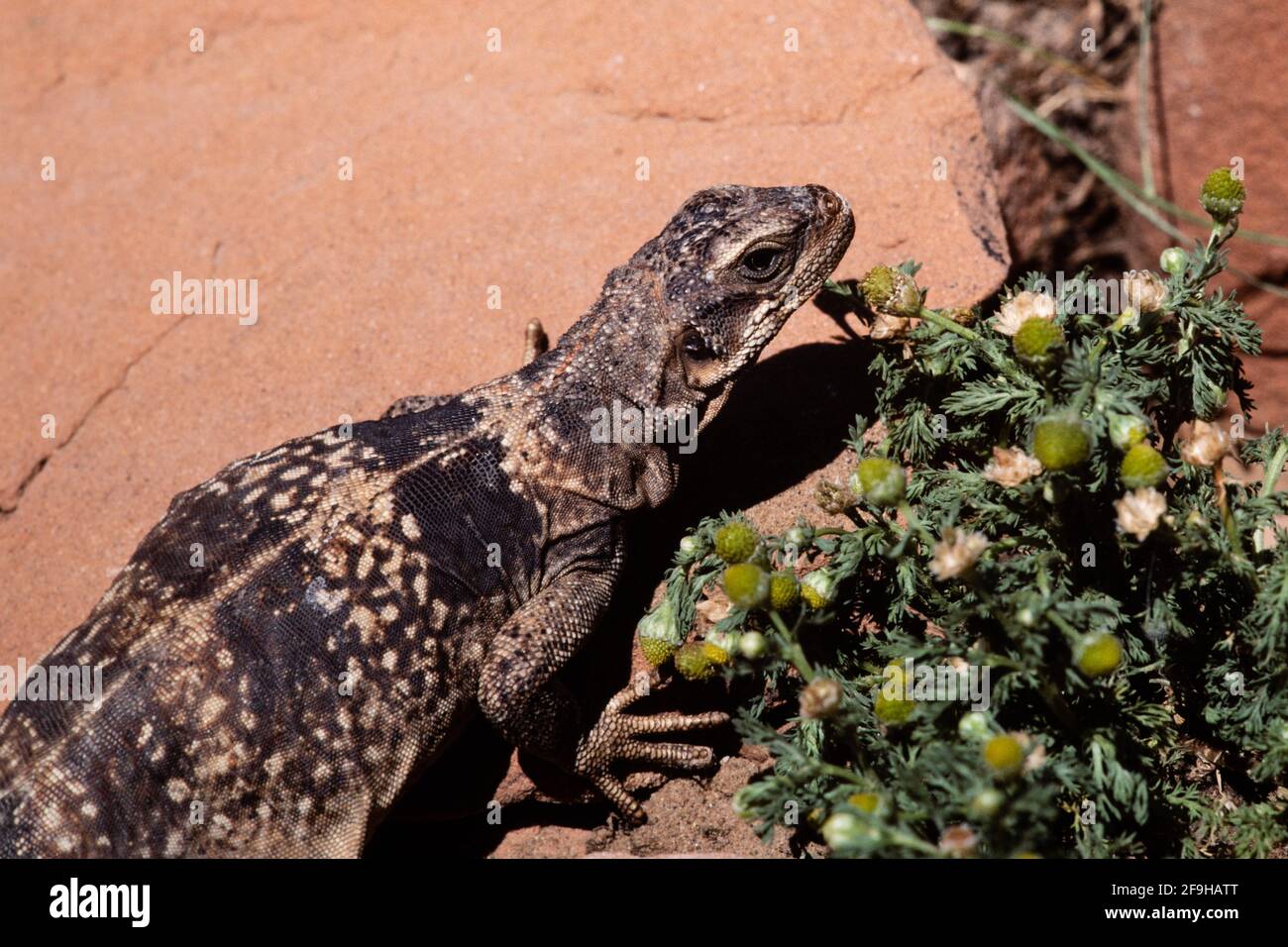A Common Chuckwalla, Sauromalus ater, in the desert in Utah Stock Photo ...