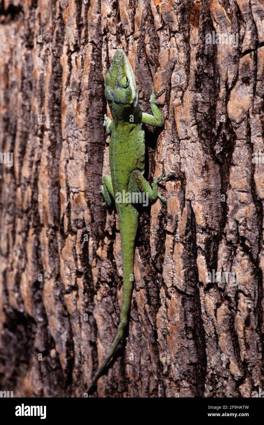 A Green Anole, Anolis carolinensis, on the trunk of a palm tree on the ...