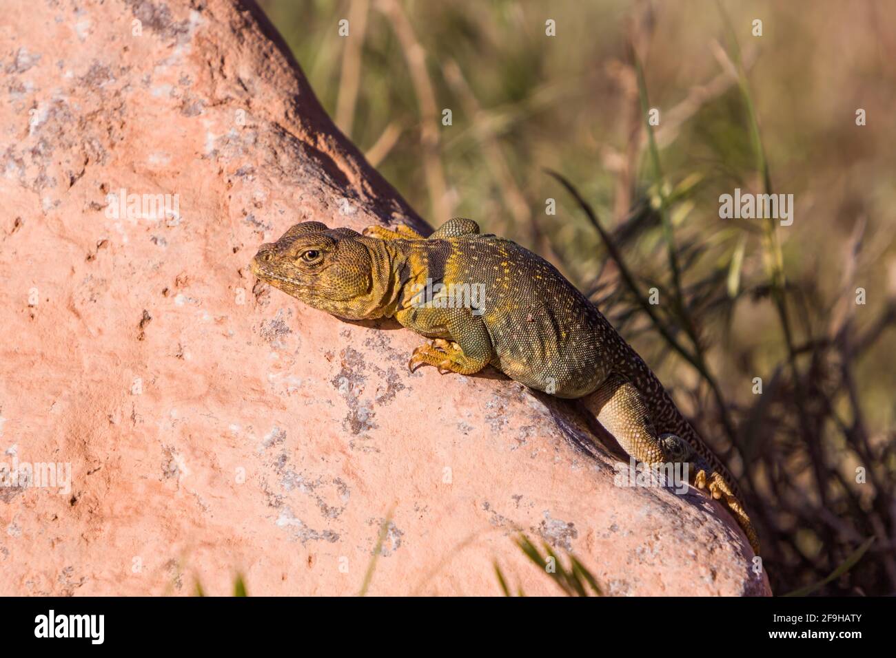 A female Eastern Collared Lizard, Crotaphytus collaris, basking on a ...