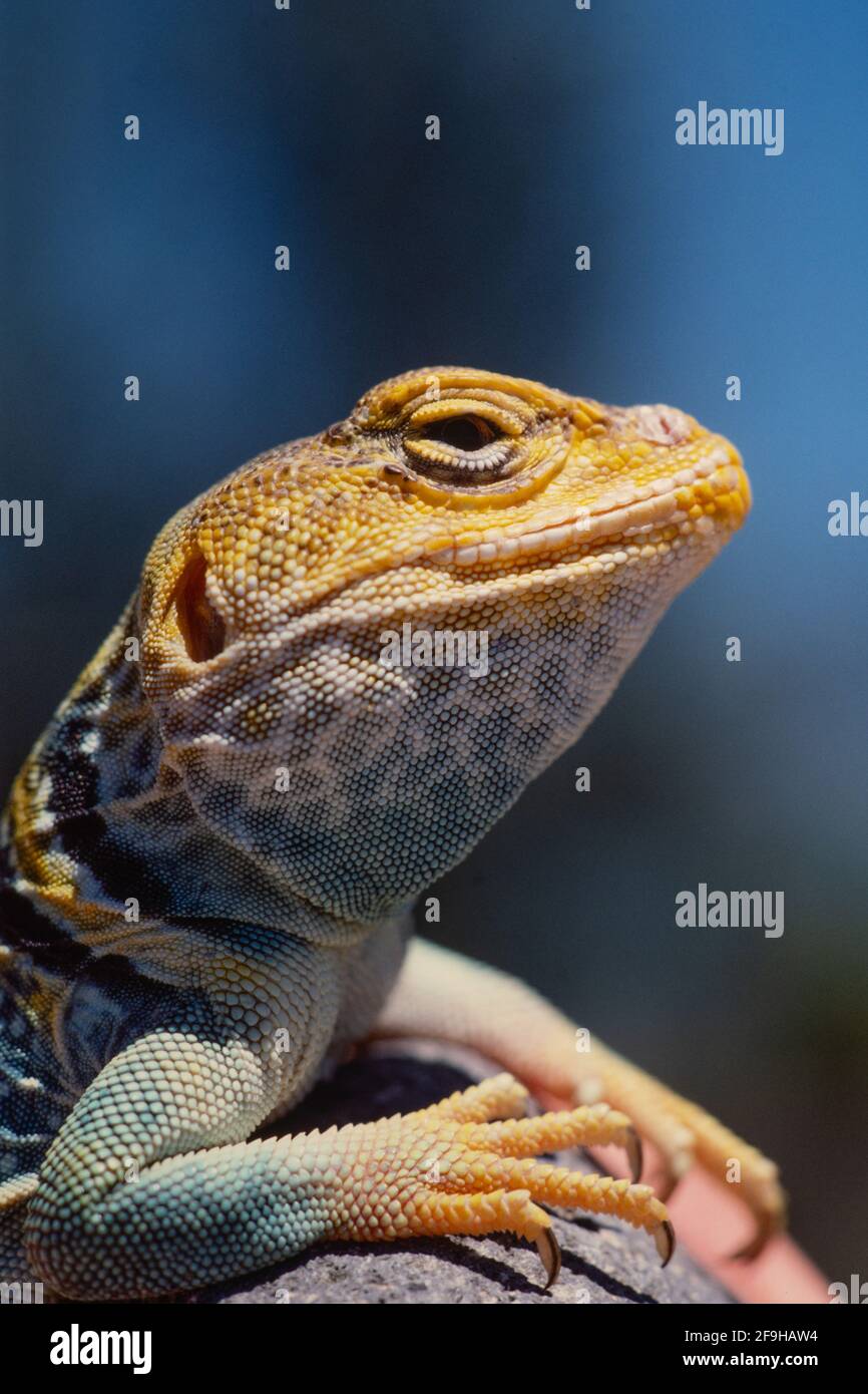 A close-up portrait of a male Yellow-headed Collared Lizard ...