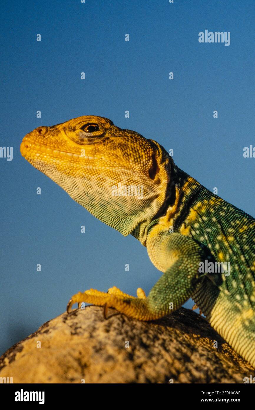 Southeastern utah wildlife hi-res stock photography and images - Alamy