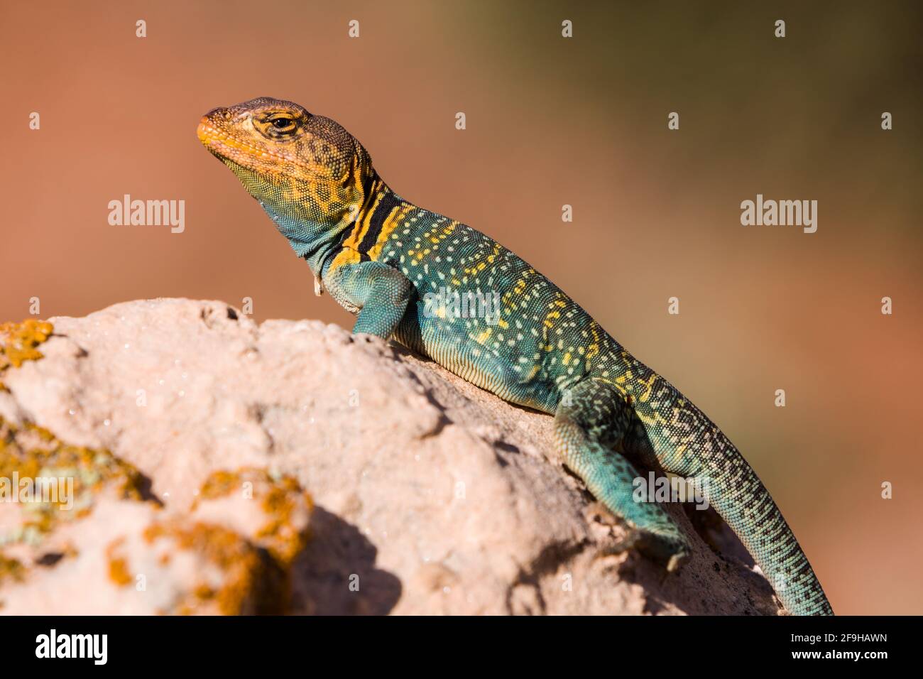 Wildlife reptile cold blooded blood predator hi-res stock photography ...