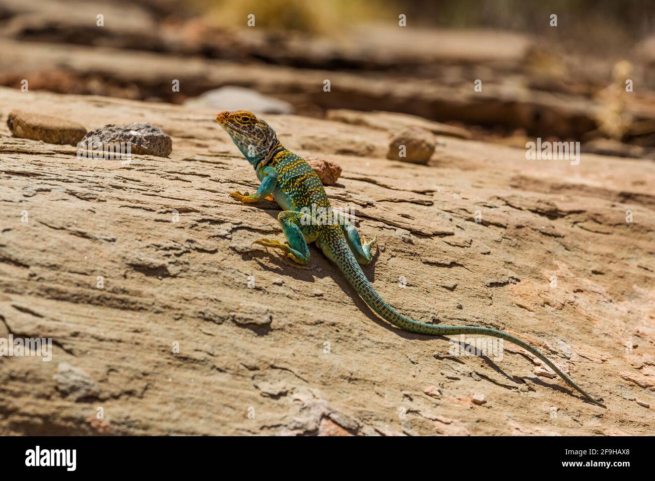 Wildlife reptile cold blooded blood predator hi-res stock photography ...
