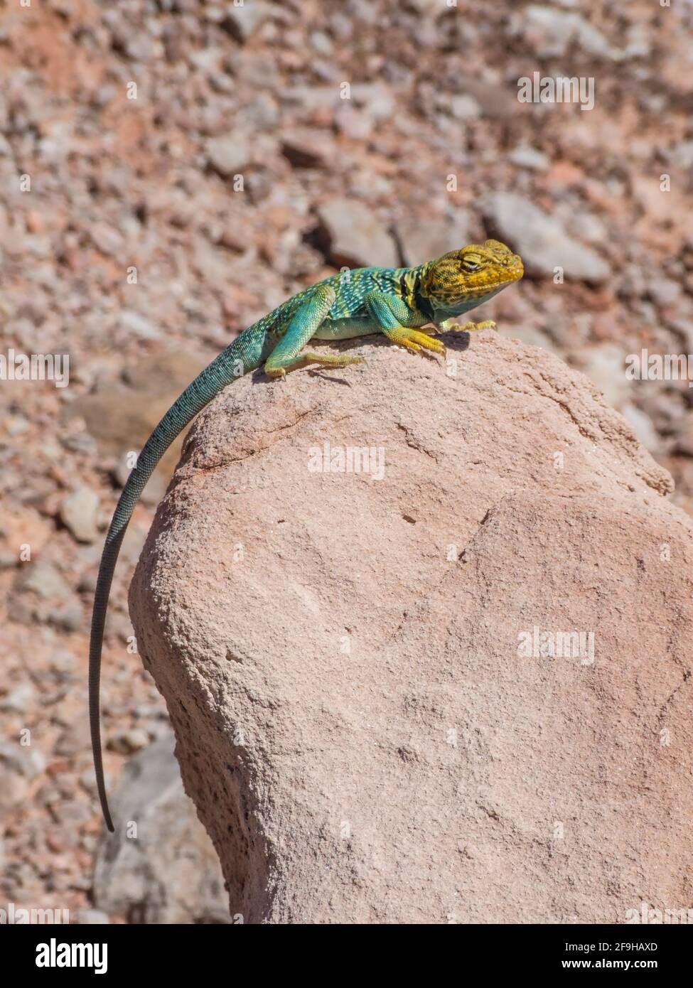 A male Yellow-headed Collared Lizard, Crotaphytus collaris auriceps ...