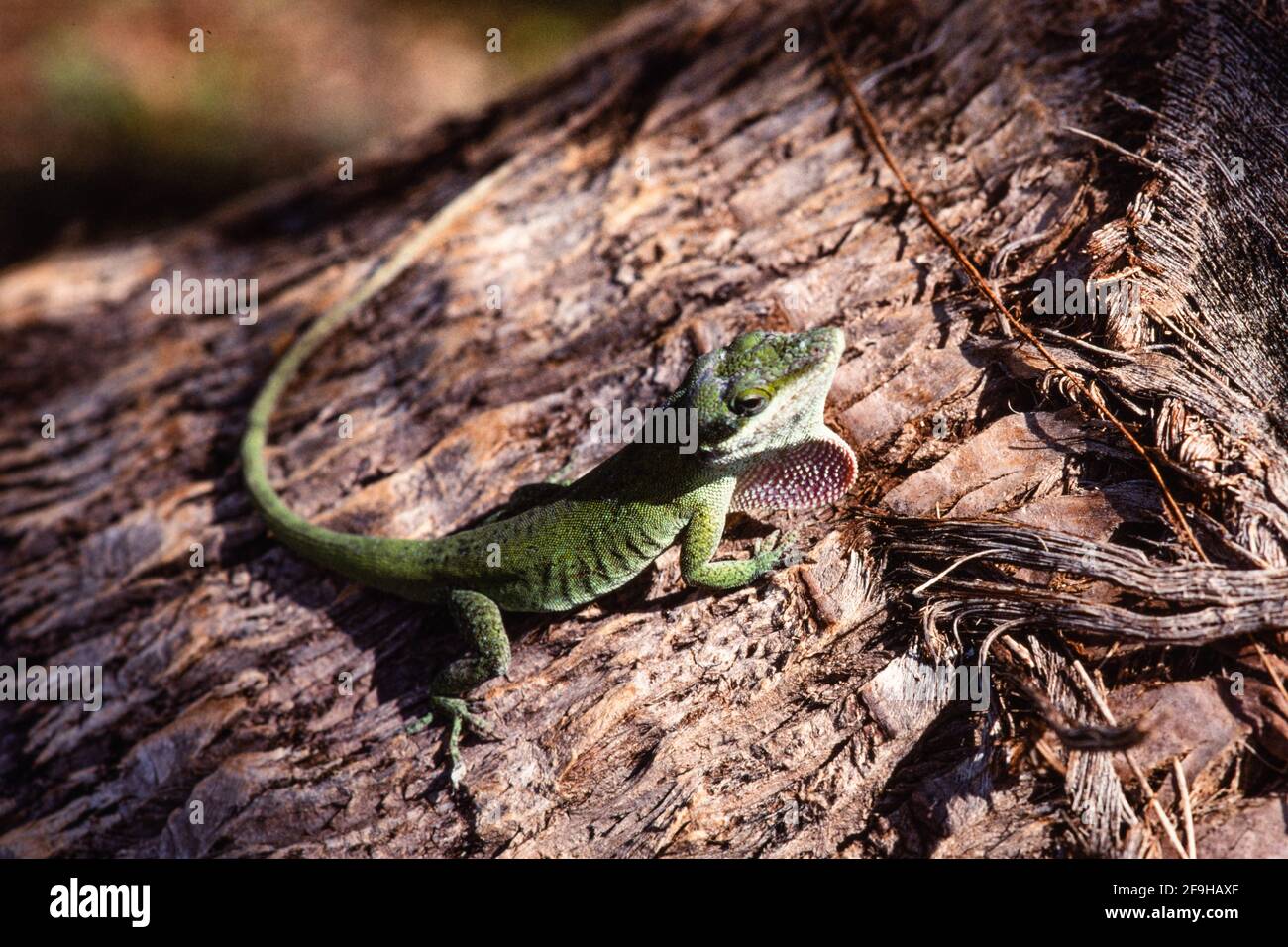A Green Anole, Anolis carolinensis, on the trunk of a palm tree on the ...