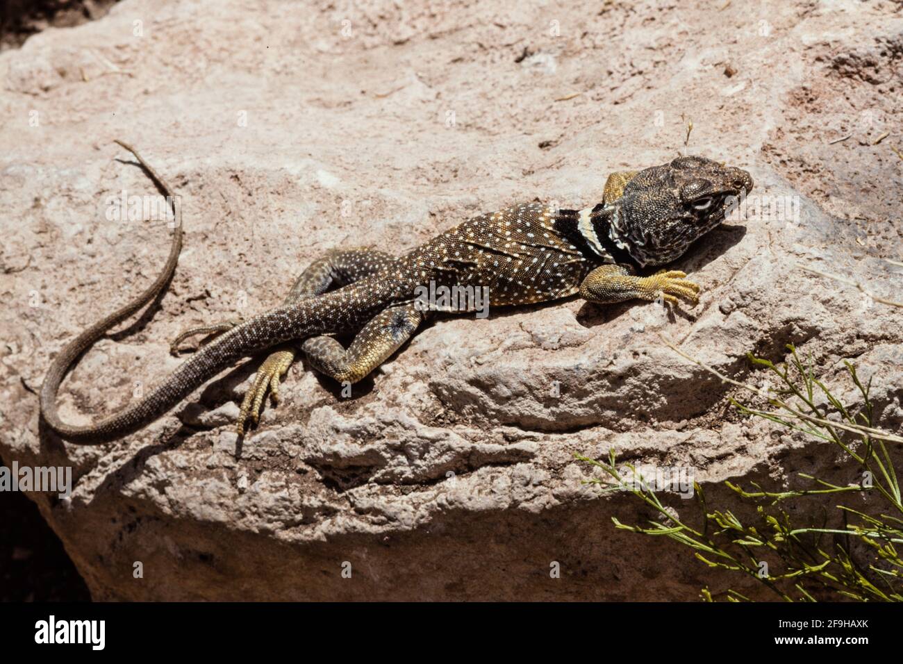 Great Basin Collared Lizard