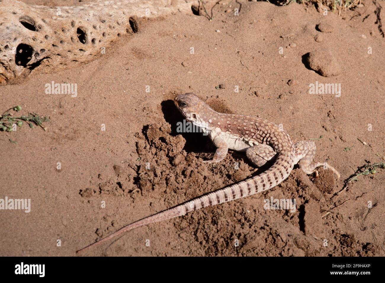 A Desert Iguana, Dipsosaurus dorsalis, by a newly-dug burrow in the ...