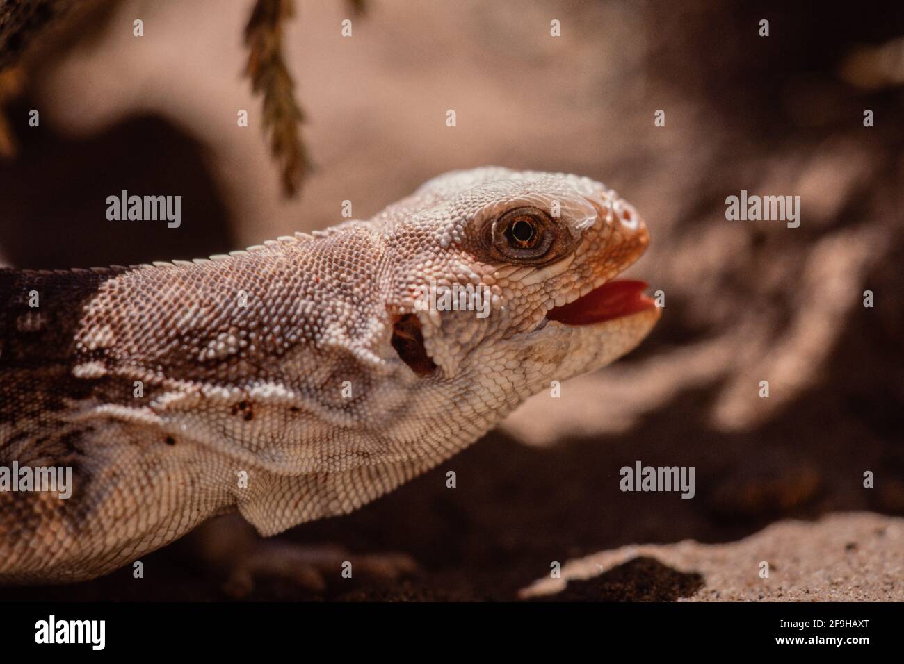 A close-up portrait of a Desert Iguana, Dipsosaurus dorsalis, in ...