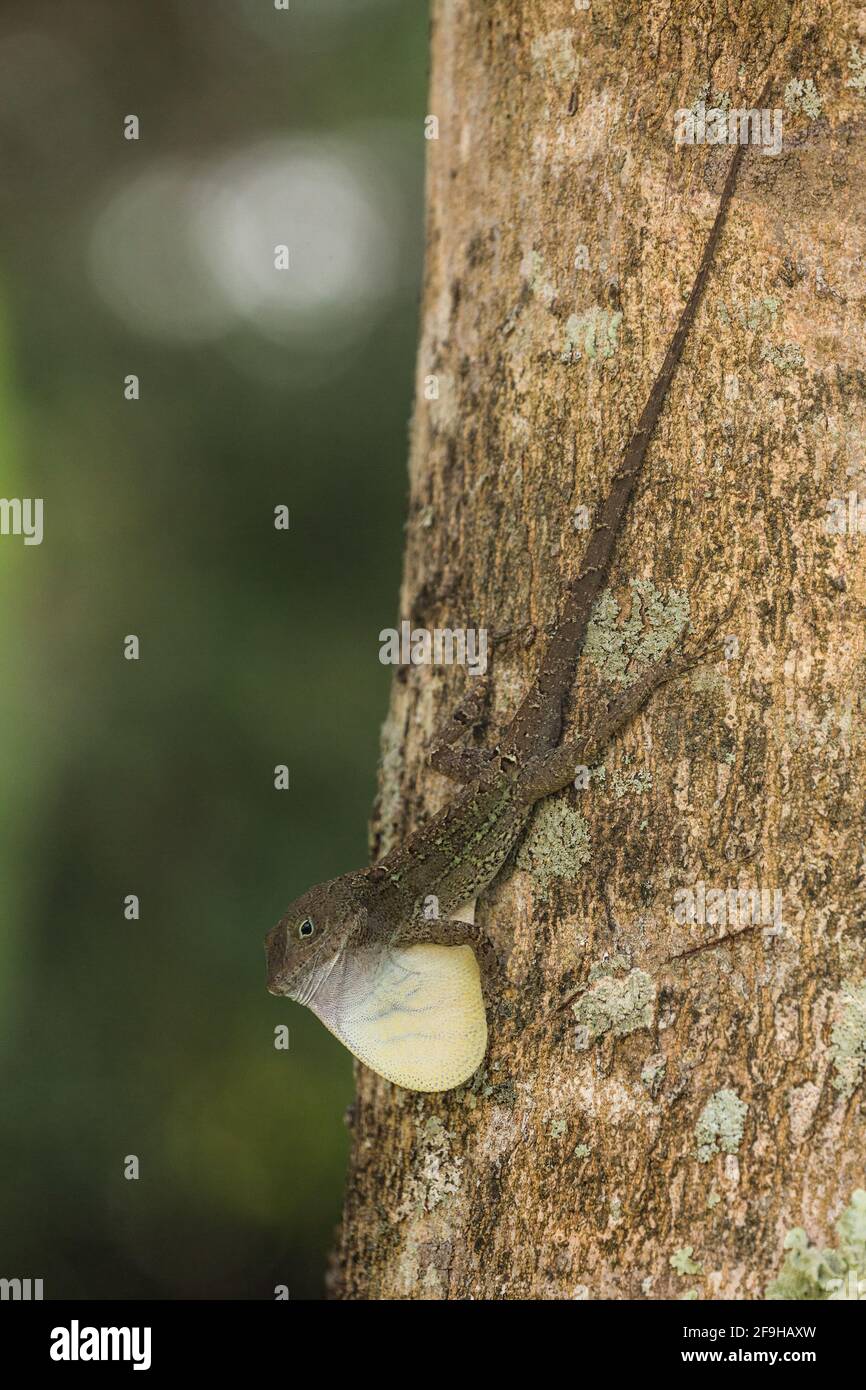 A male Common Stout Anole, Audantia hispaniolae, displaying his dewlap ...