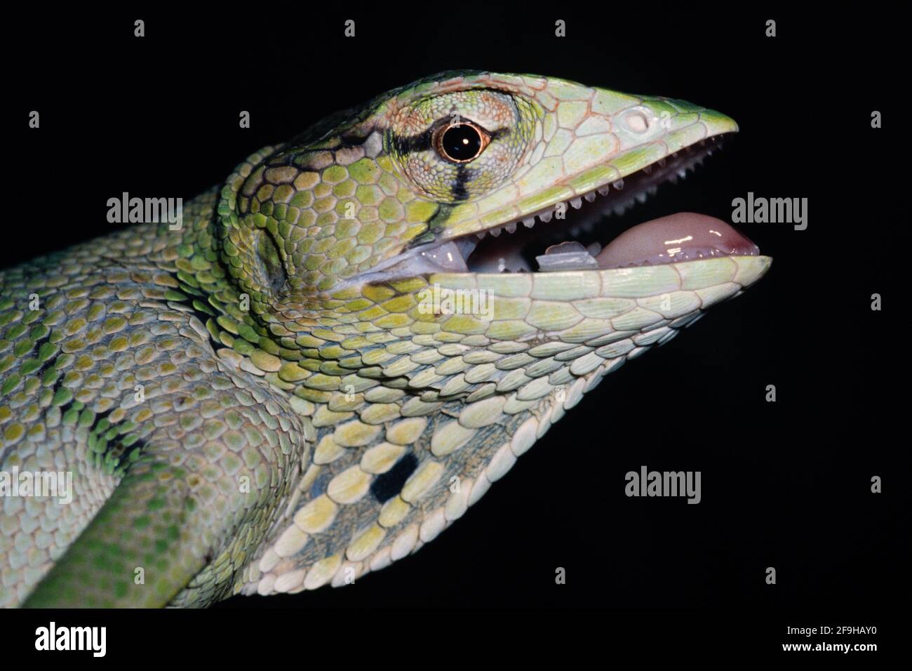 A close-up portrait of a Canopy Lizard, Polychrus gutturosus, in Panama ...