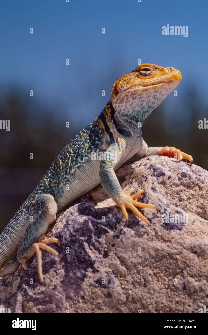 Yellow headed lizard hi-res stock photography and images - Alamy