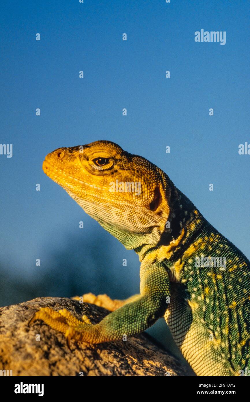 A close-up portrait of a male Yellow-headed Collared Lizard ...