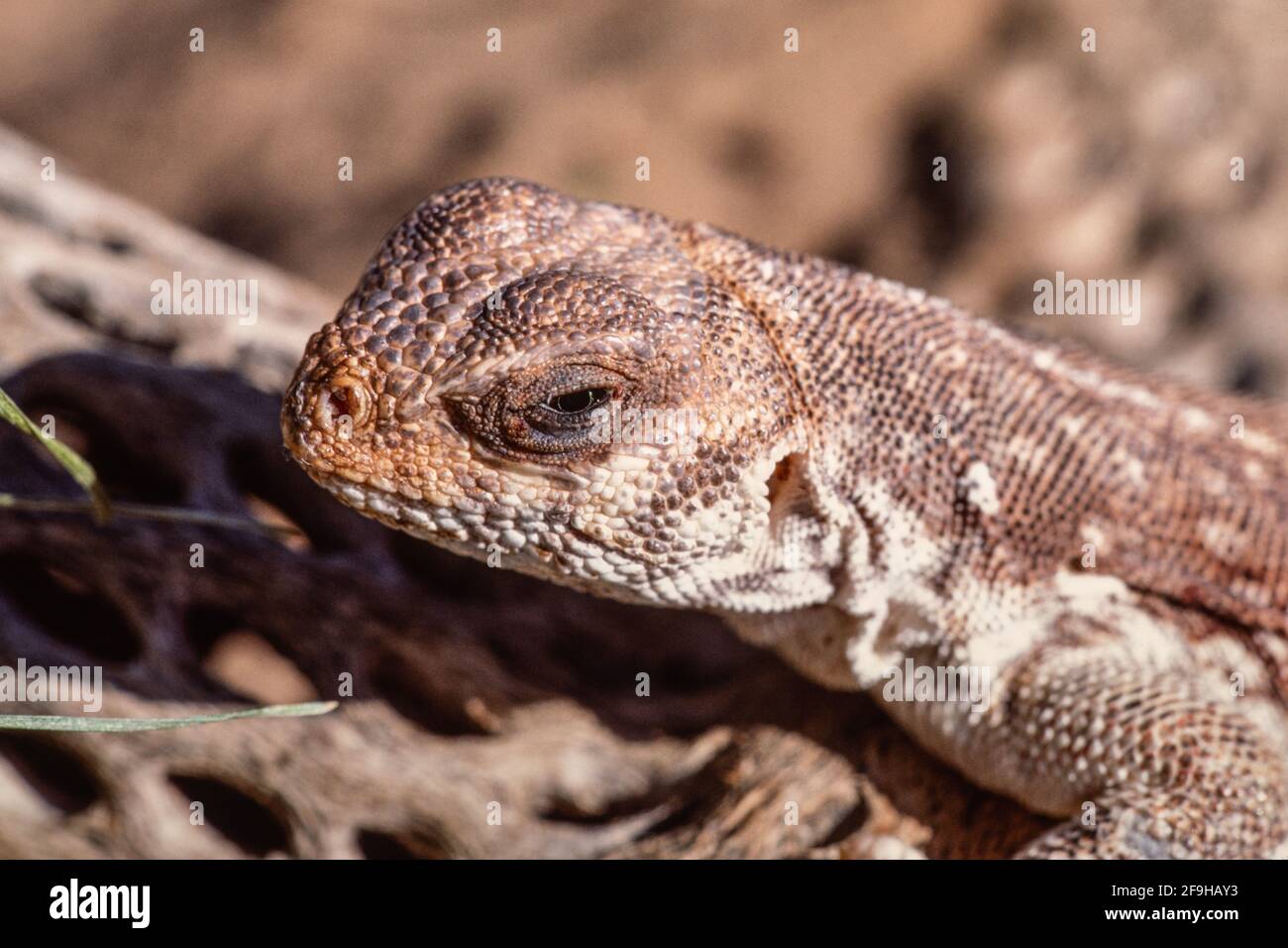 A close-up portrait of a Desert Iguana, Dipsosaurus dorsalis, in ...