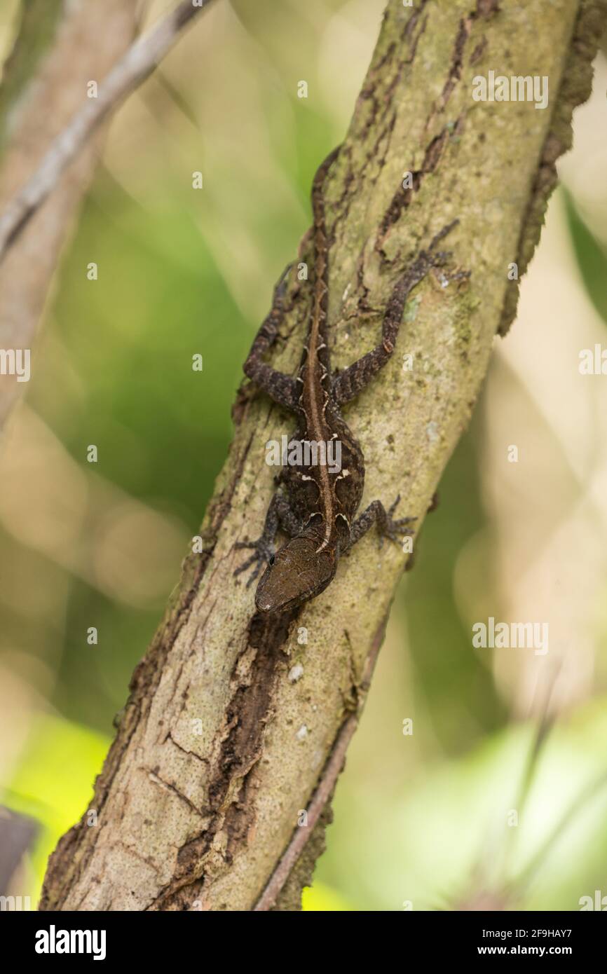A Common Stout Anole, Audantia hispaniolae, on a tree trunk in the ...