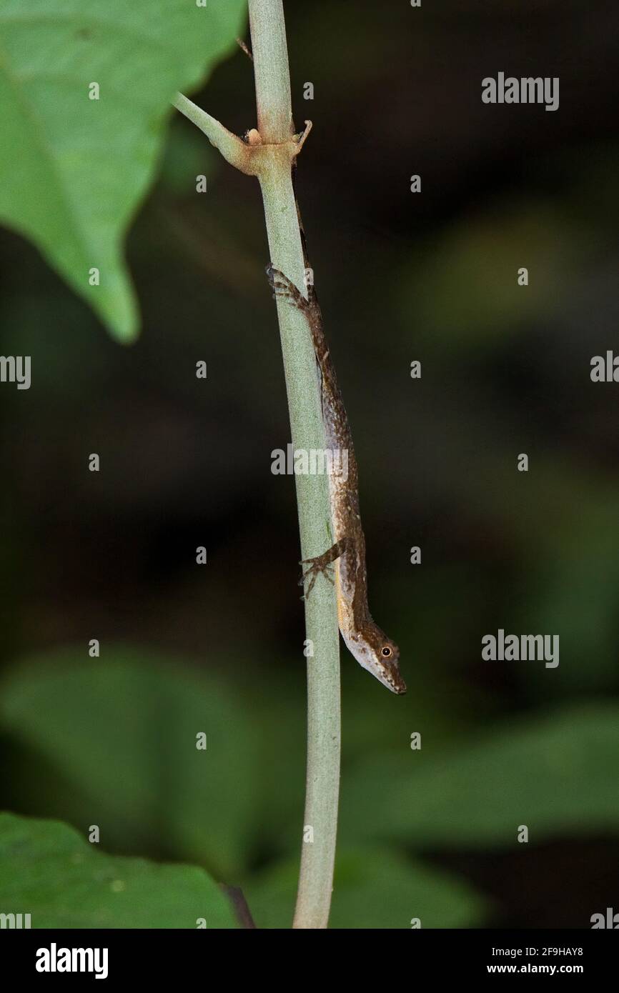 A Slender Anole, Anolis limifrons, on a stem in the rainforest of ...