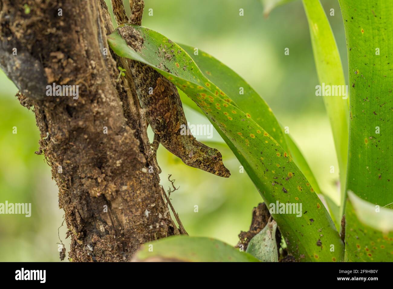 A Big-headed Anole, Anolis capito, on a tree branch in the rainforest ...