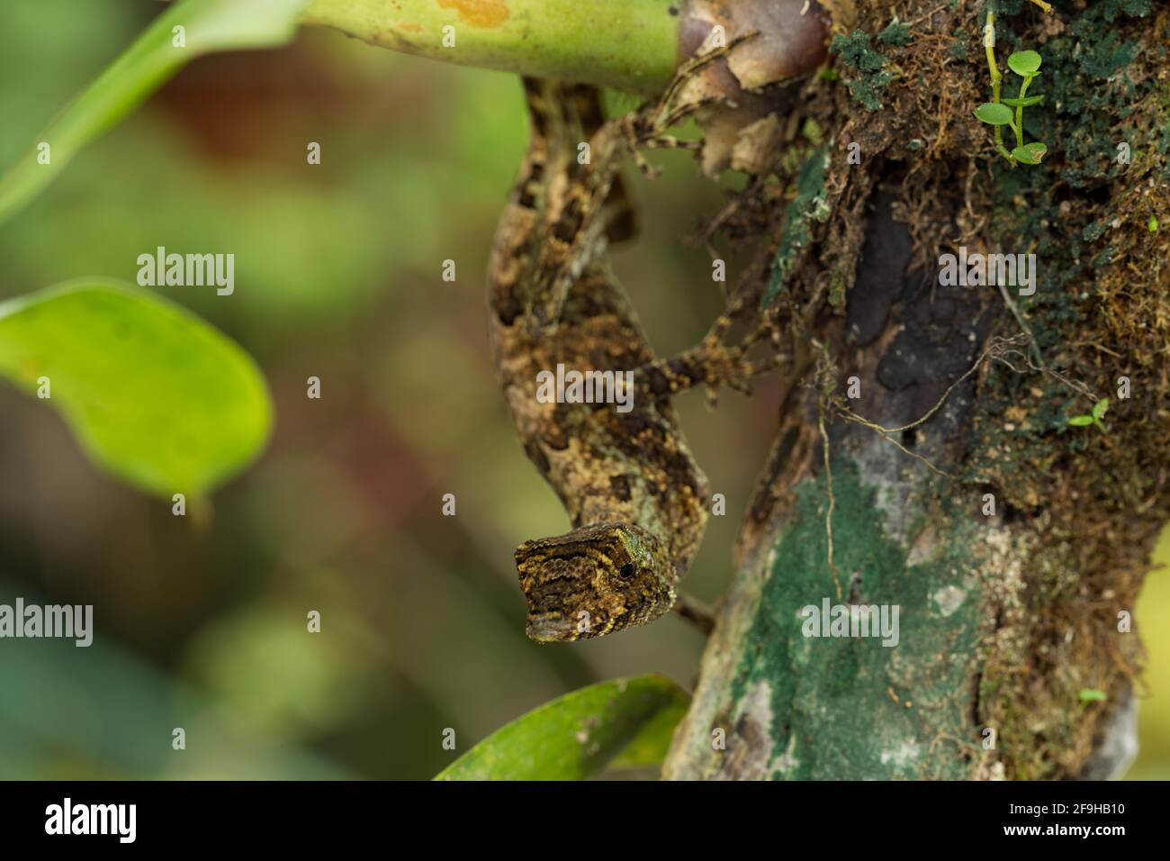 A Big-headed Anole, Anolis capito, on a tree branch in the rainforest ...
