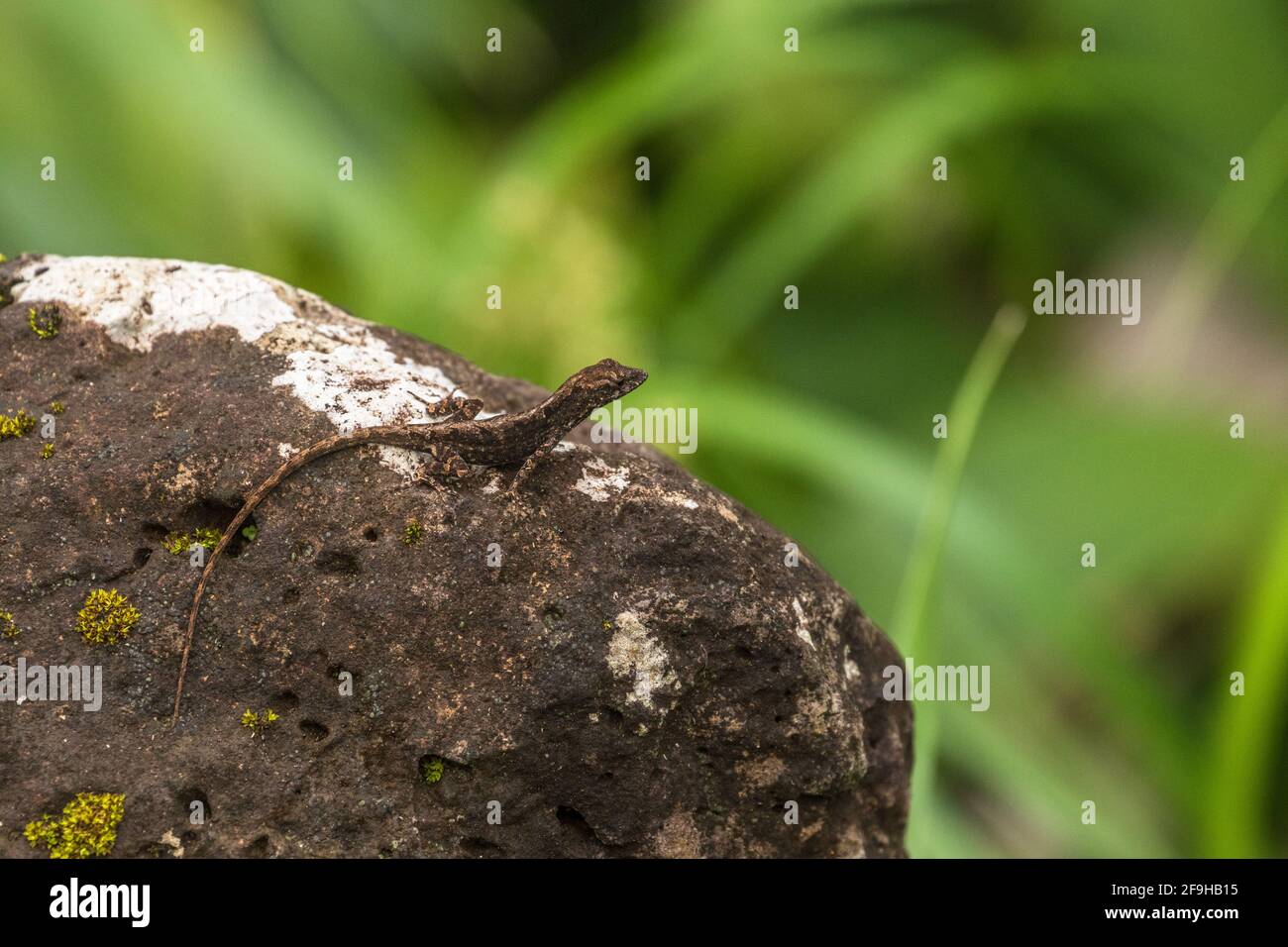The Brown Anole, Anolis sagrei, also known as the Bahaman Anole on ...