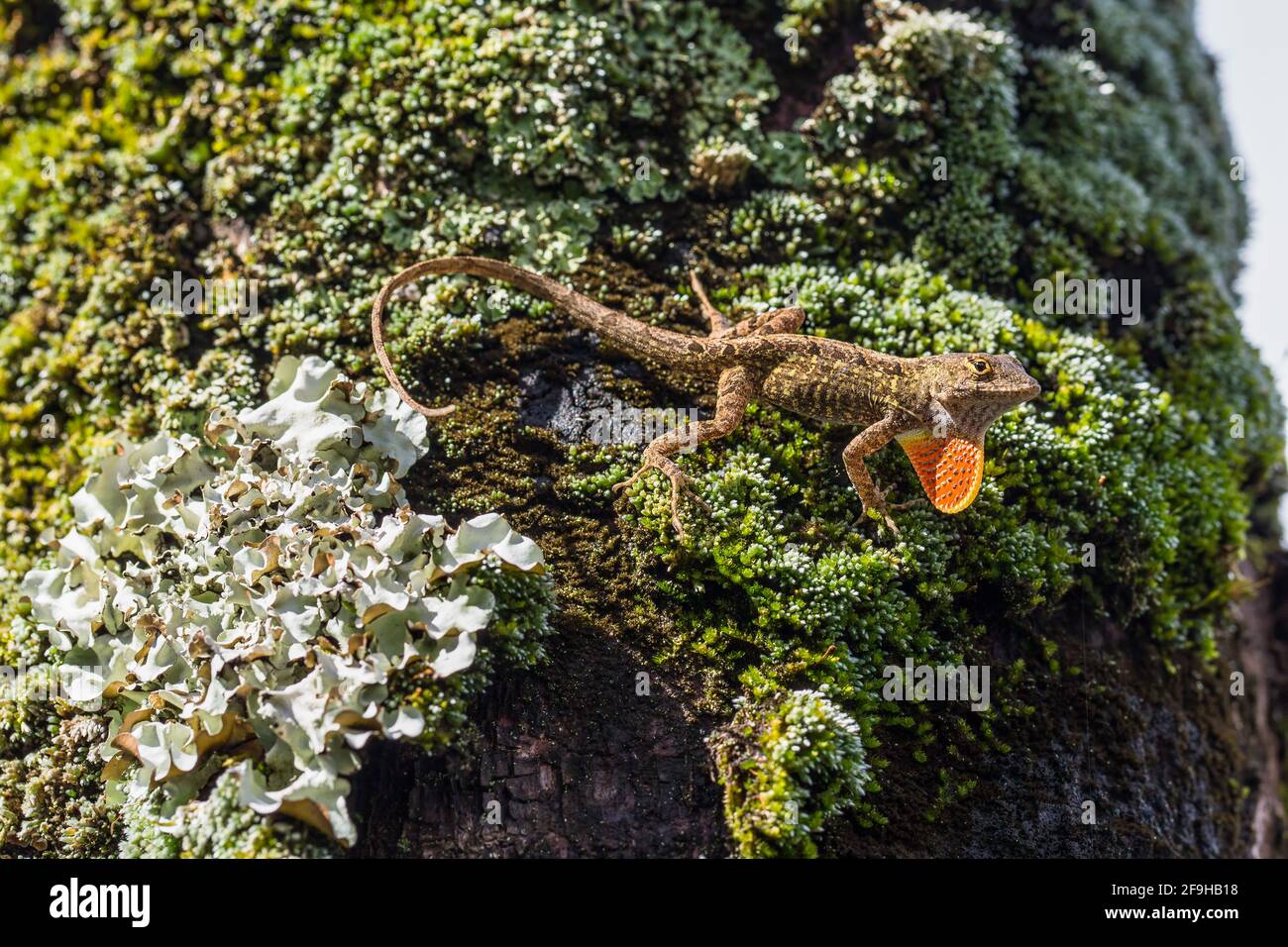 A male Brown Anole, Anolis sagrei, also known as the Bahaman Anole ...