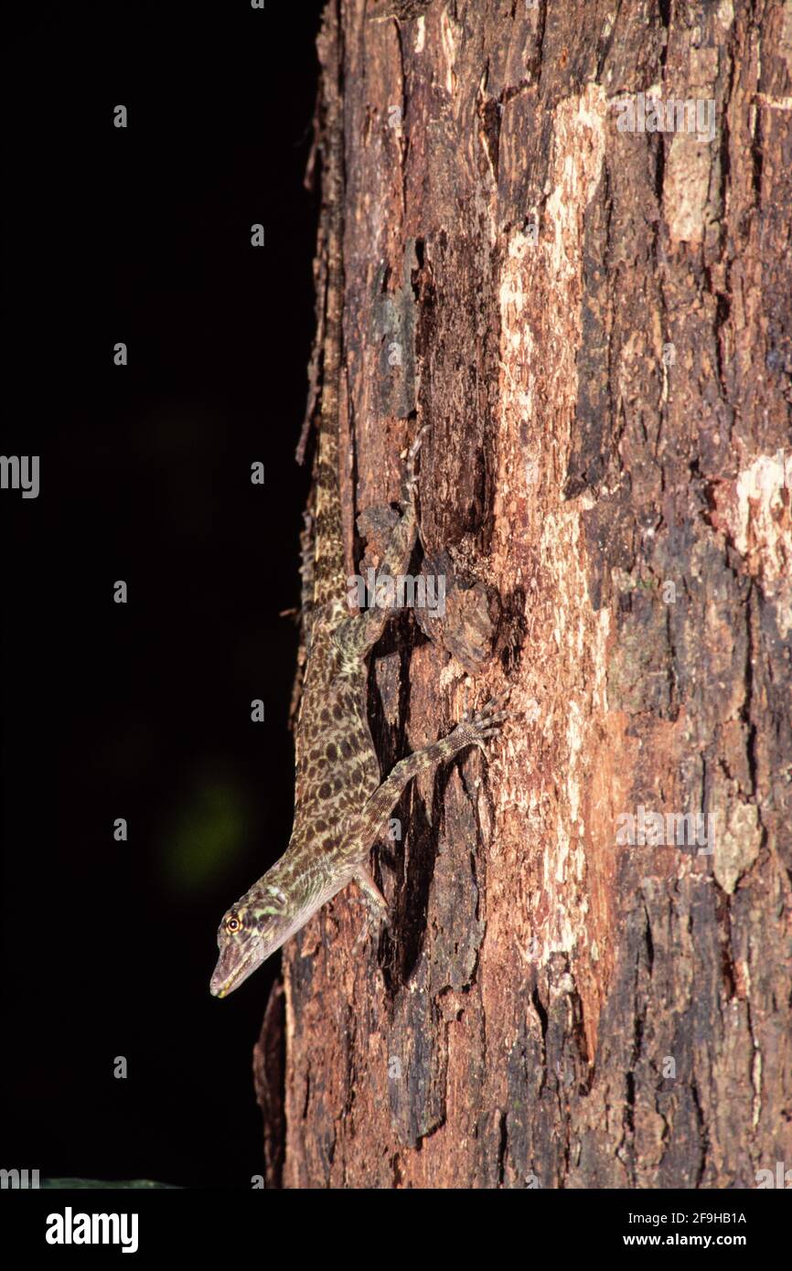 The large Bridled Anole, Anolis frenatus, on a tree trunk in the ...