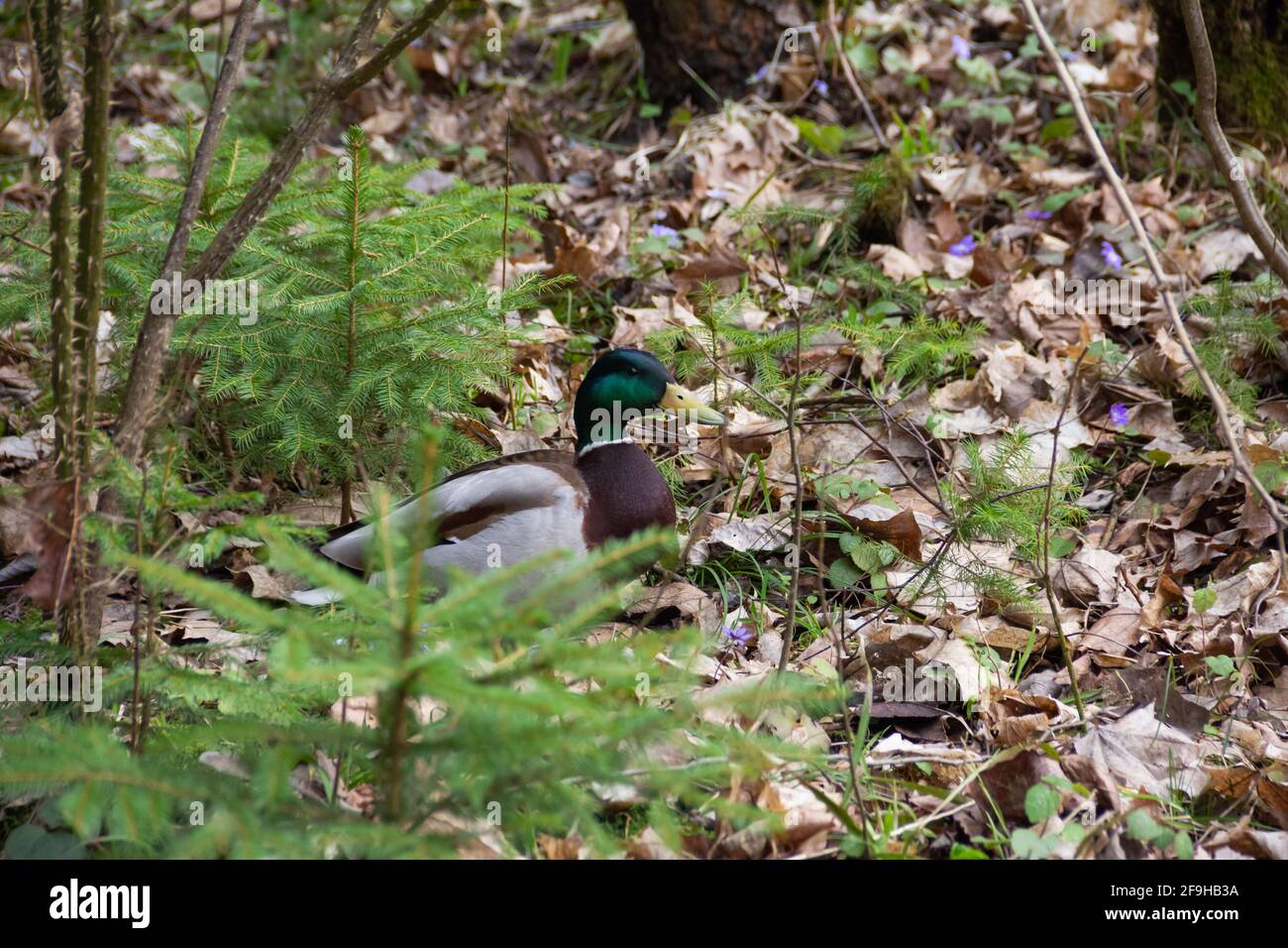 Wild green headed duck in natural habitat in spring forest with blue ...