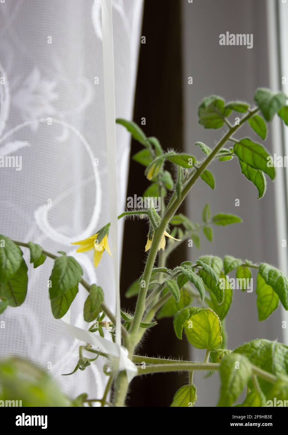 Indoor tomato blooms on a windowsill. Close up Stock Photo - Alamy
