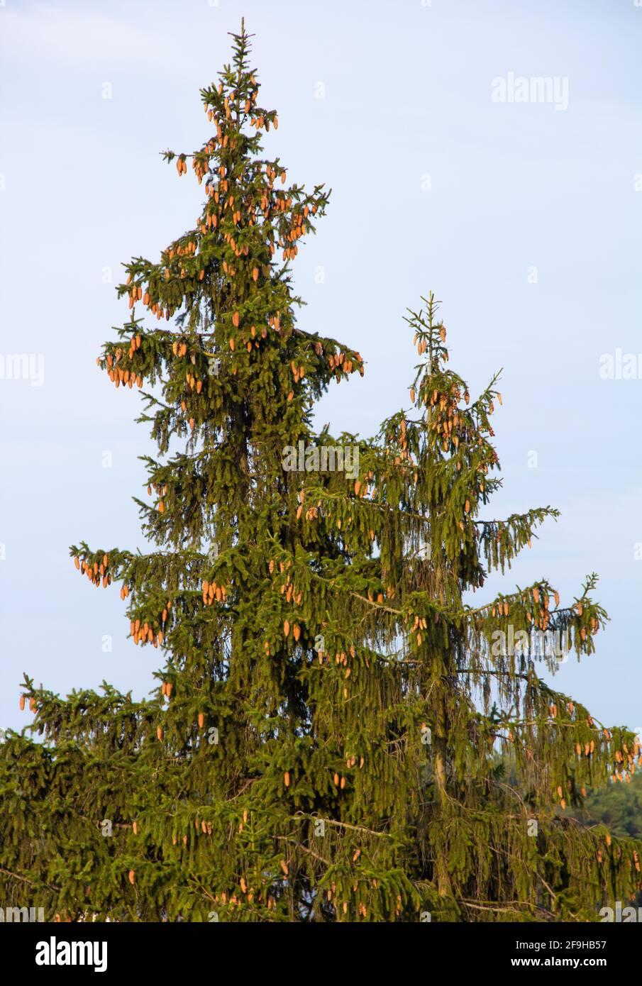 Top of spruce trees with many cones Stock Photo - Alamy