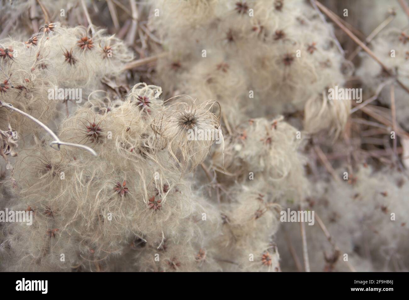 Fuzzy seed head hi-res stock photography and images - Alamy