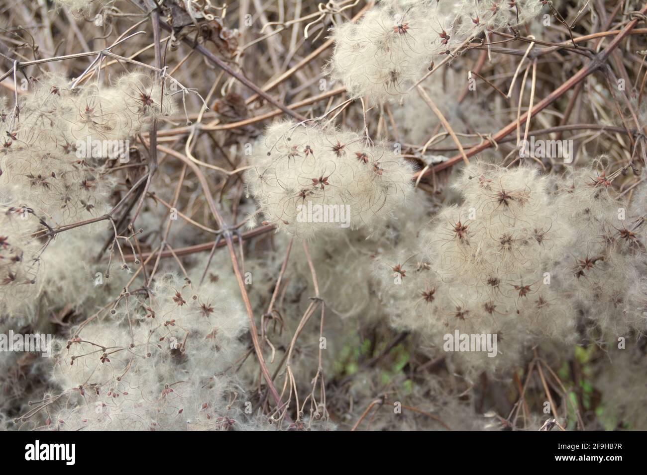 Fuzzy seed head hi-res stock photography and images - Alamy