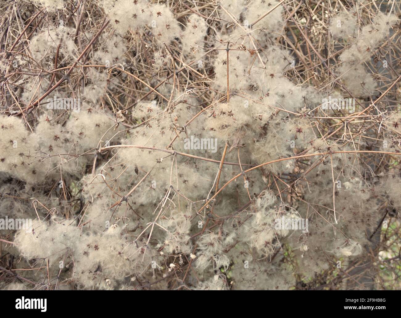 Organic natural texture with macro fuzzy seed of plants and branches ...