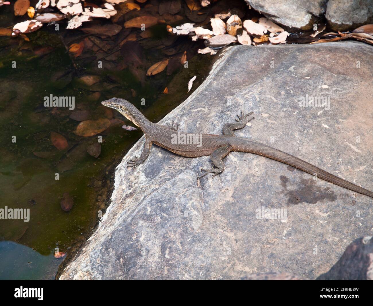 Mertens' water monitor (varanus mertensi) above Little Mertens' Falls ...