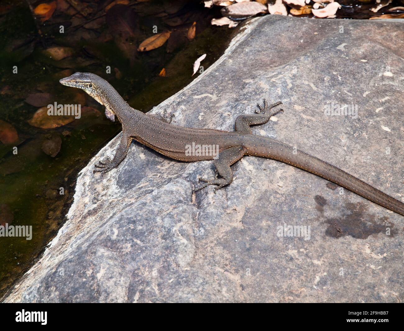 Mertens' water monitor (varanus mertensi) above Little Mertens' Falls ...