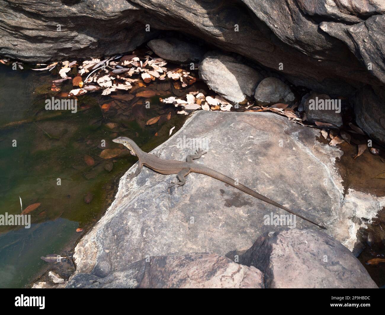 Mertens' water monitor (varanus mertensi) above Little Mertens' Falls ...