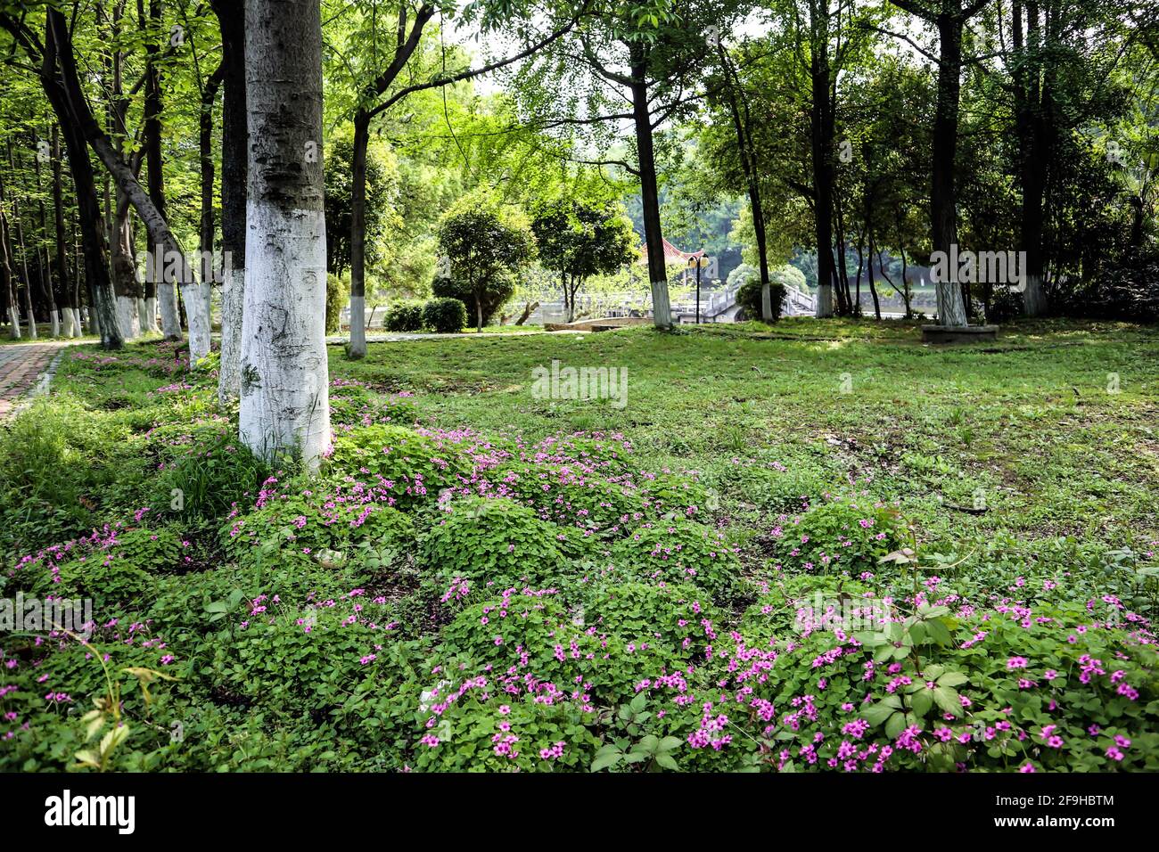 Spring is coming. Many flowers are in bloom in the park Stock Photo - Alamy