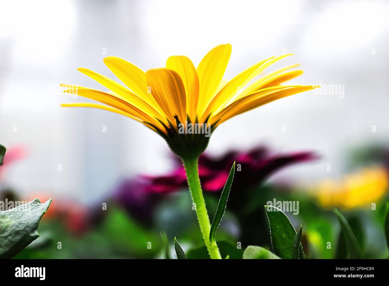 Closeup side view of a yellow African Daisy in bloom Stock Photo - Alamy