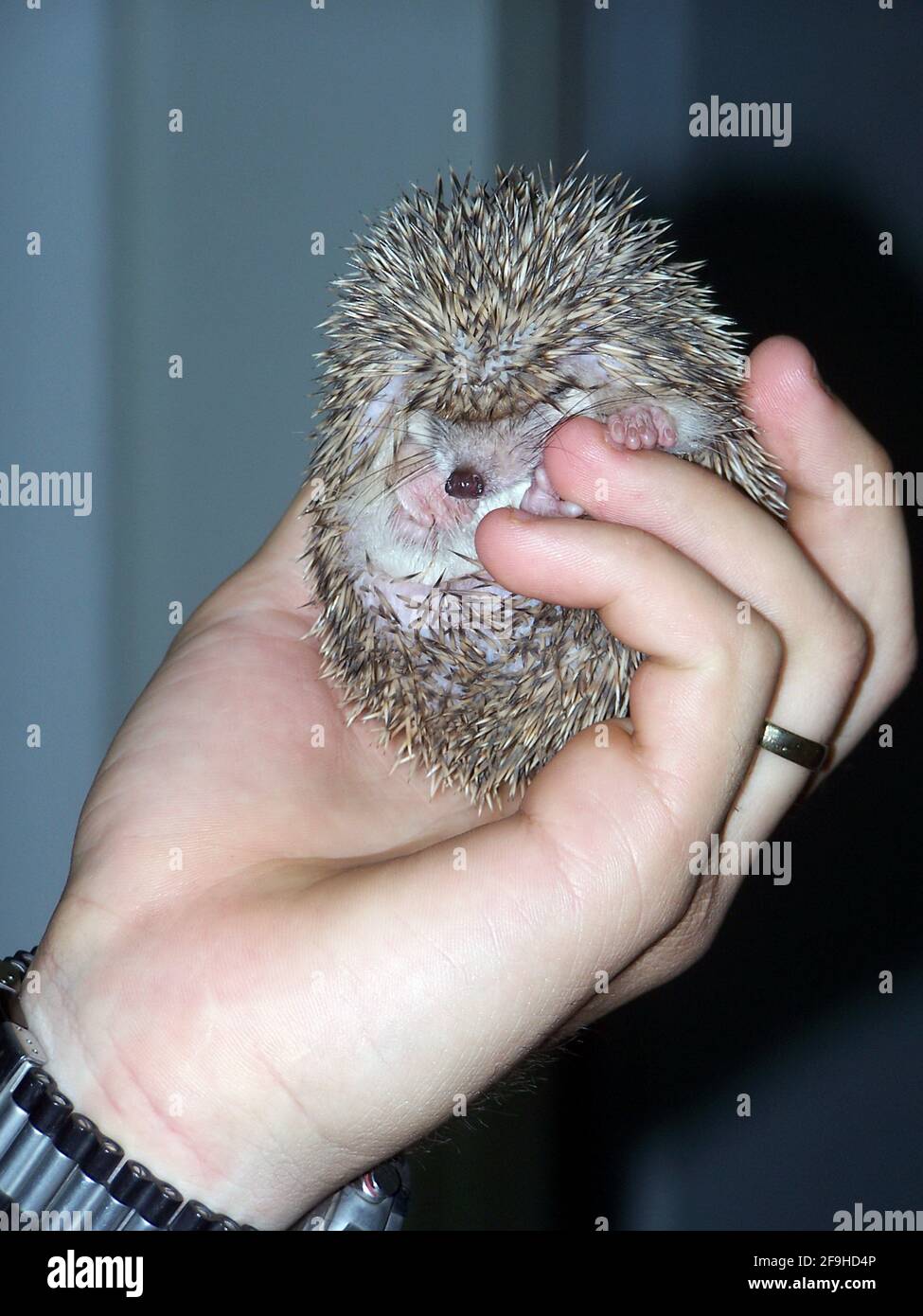 Baby hedgehog being held in a hand after being caught on a Forward ...
