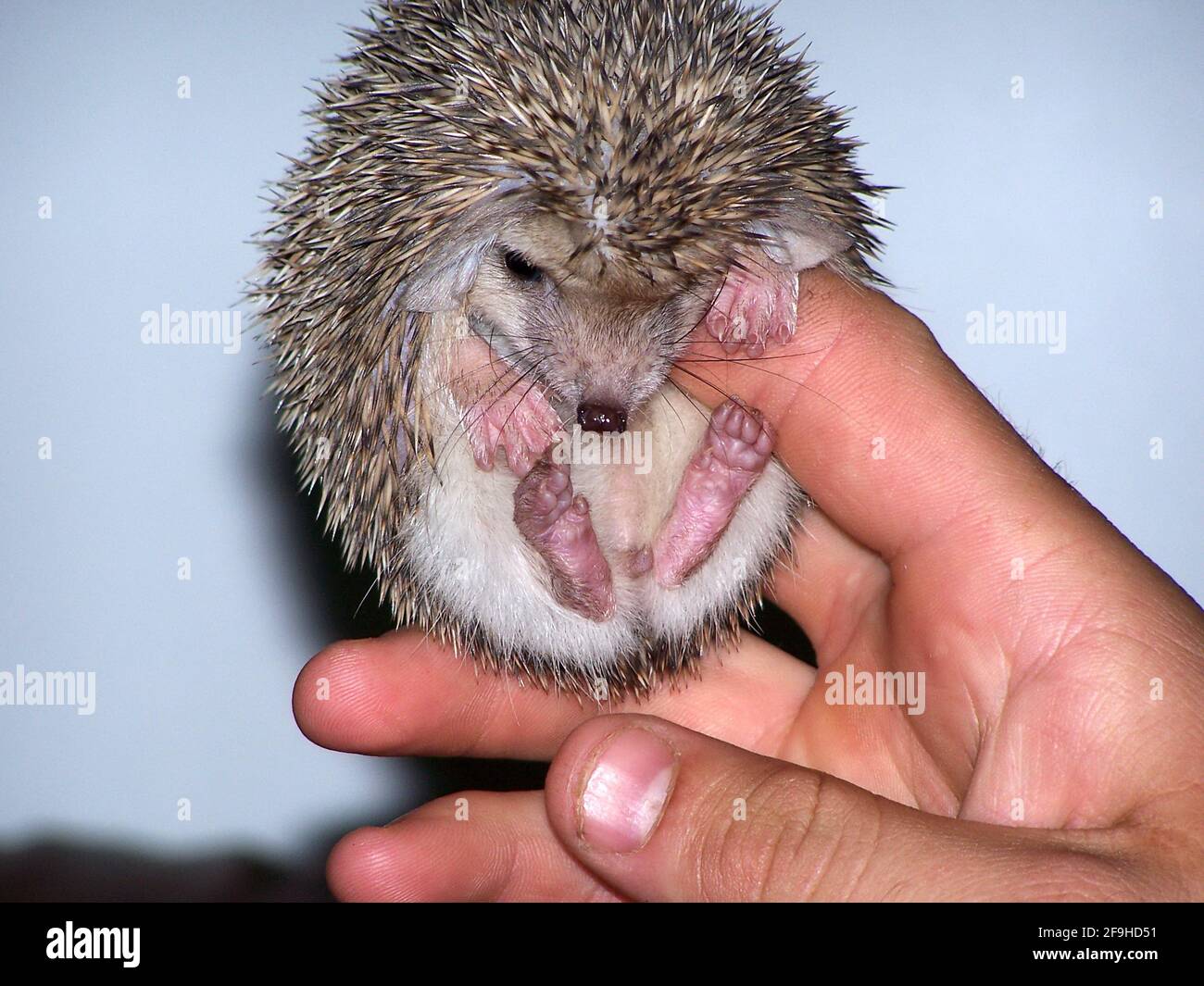 Baby hedgehog being held in a hand after being caught on a Forward ...