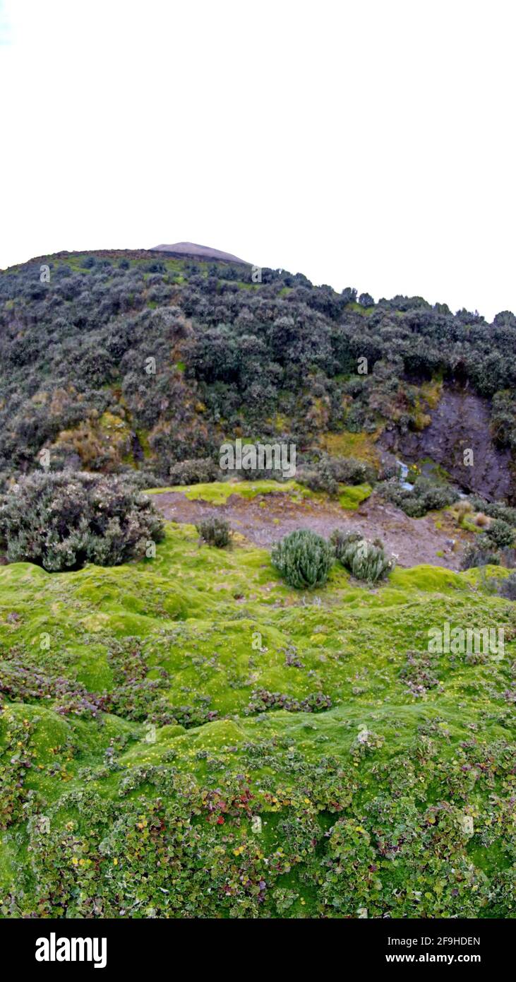 Paramo vegetation covering a hill in the Antisana Ecological Reserve ...